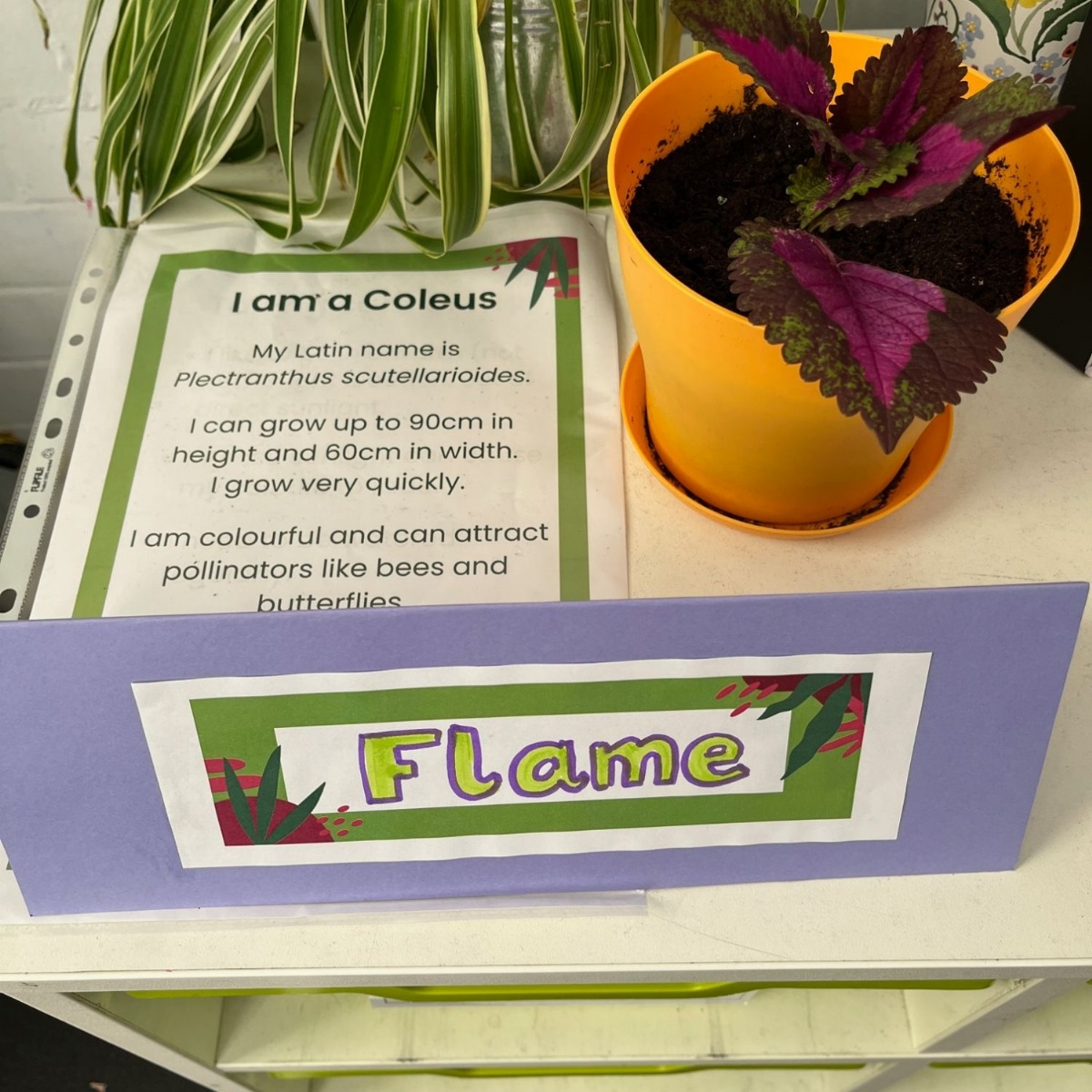 Bowes Primary School - Class Plants